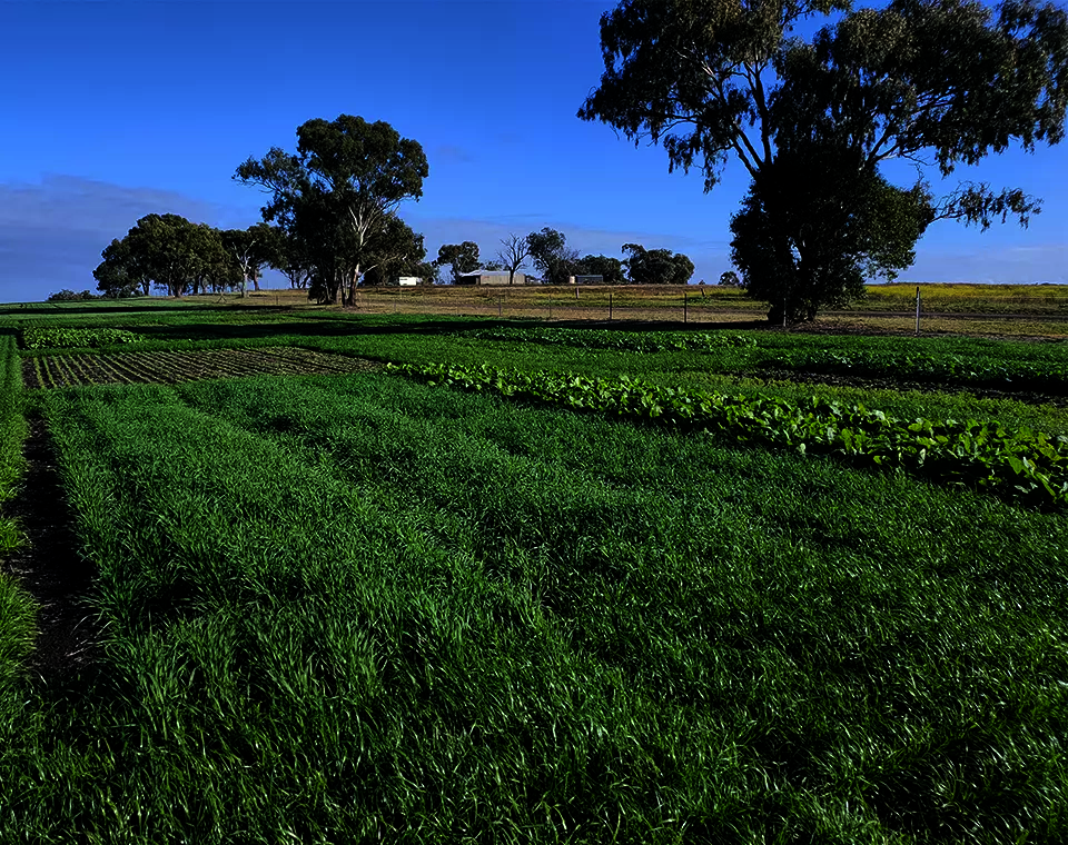 Agronomy & Advice | RAFF Group