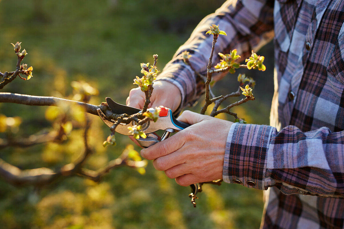 The RAFF Group guide to pruning